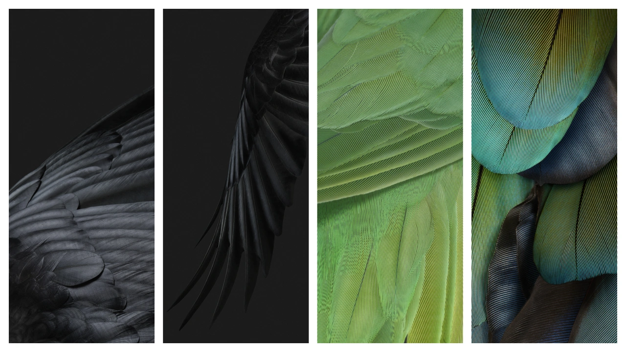 Download Google Pixel 7 (Pro) Wallpapers in QHD+ Resolution - MIUI Themer